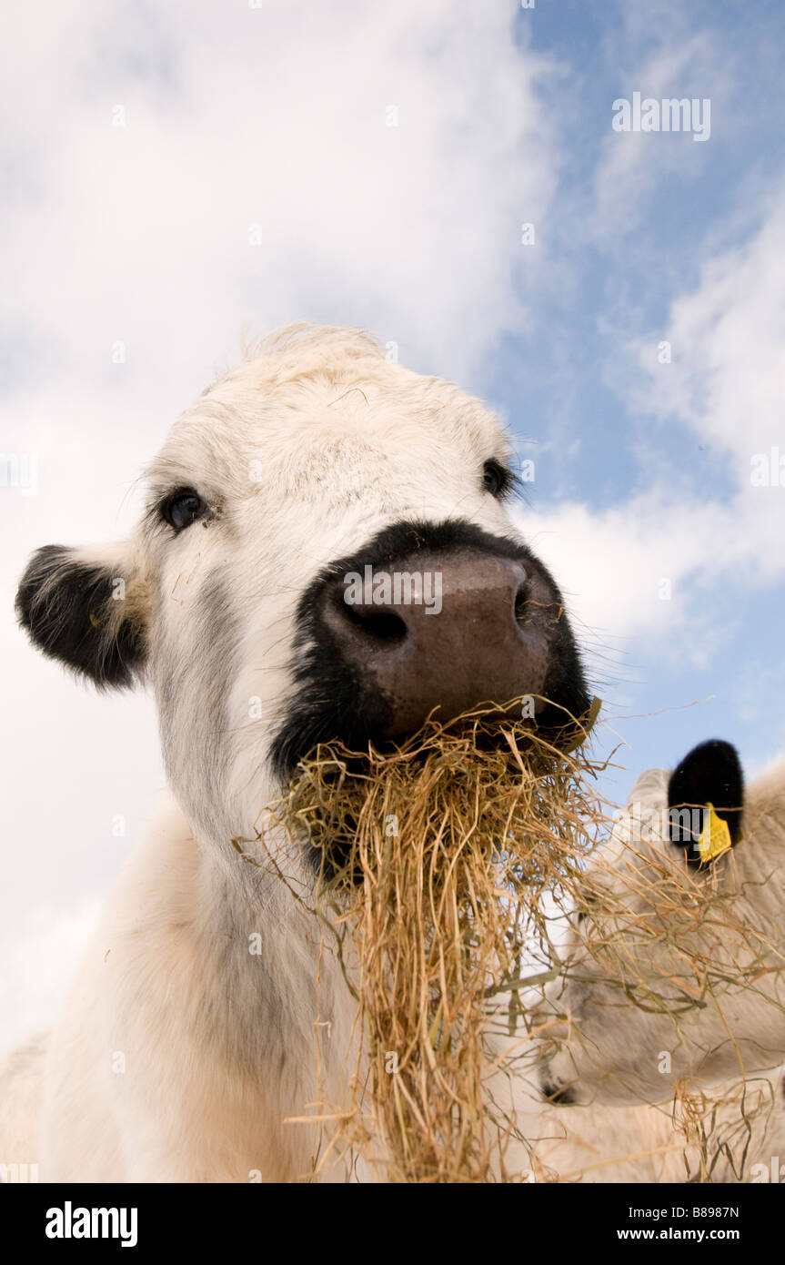 British white cattle hi-res stock photography and images - Alamy