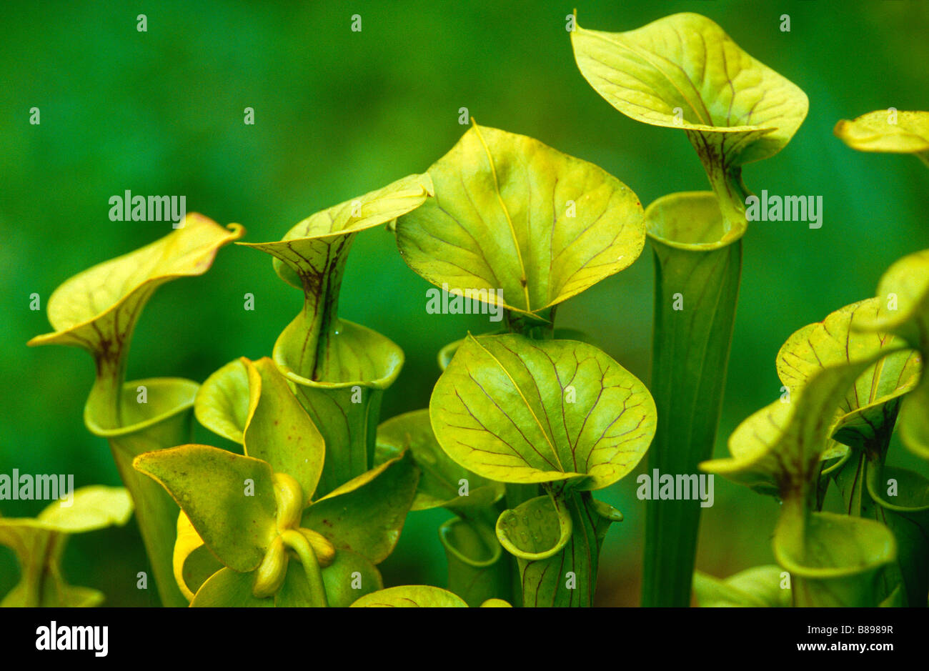 SARRACENIA FLAVA CARNIVORUS Stock Photo - Alamy