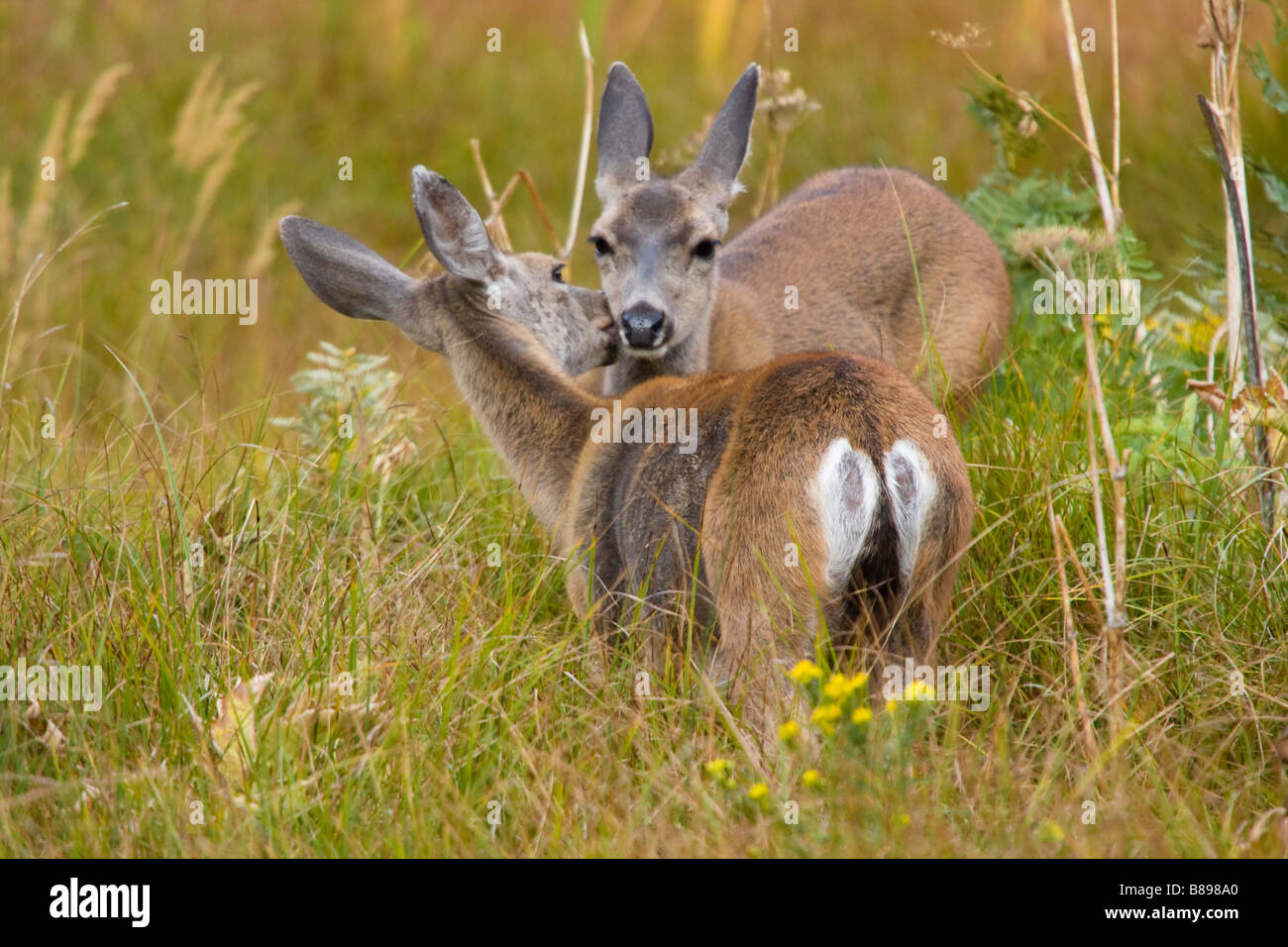 Landscape Horizontal Shot Of A Loving Mother And Fawn Mule Deer Fawn