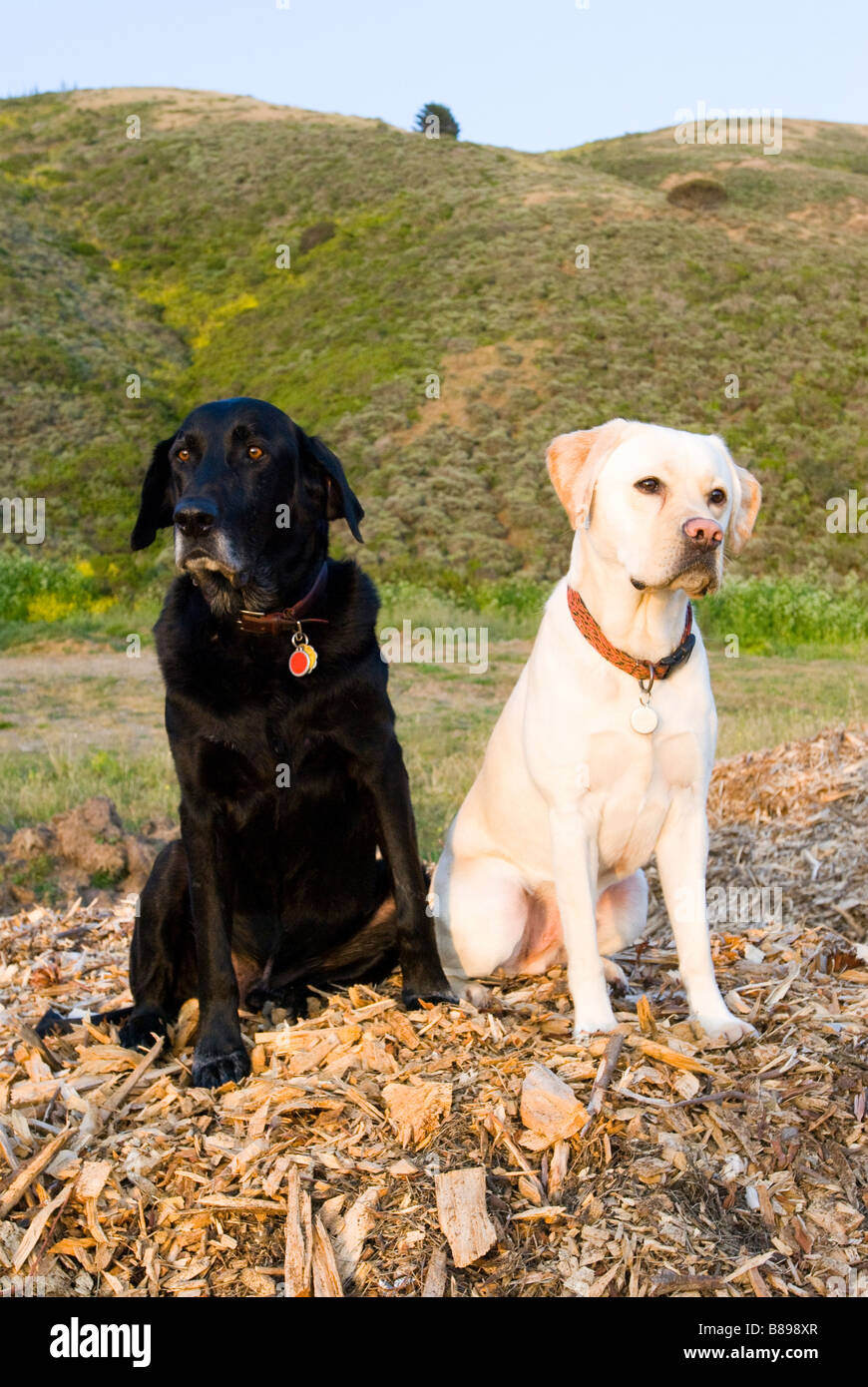 Black and yellow labradors hi-res stock photography and images - Alamy