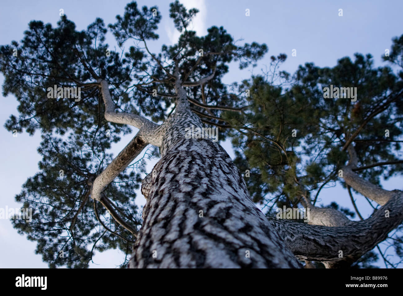 View of a tree looking up Stock Photo - Alamy