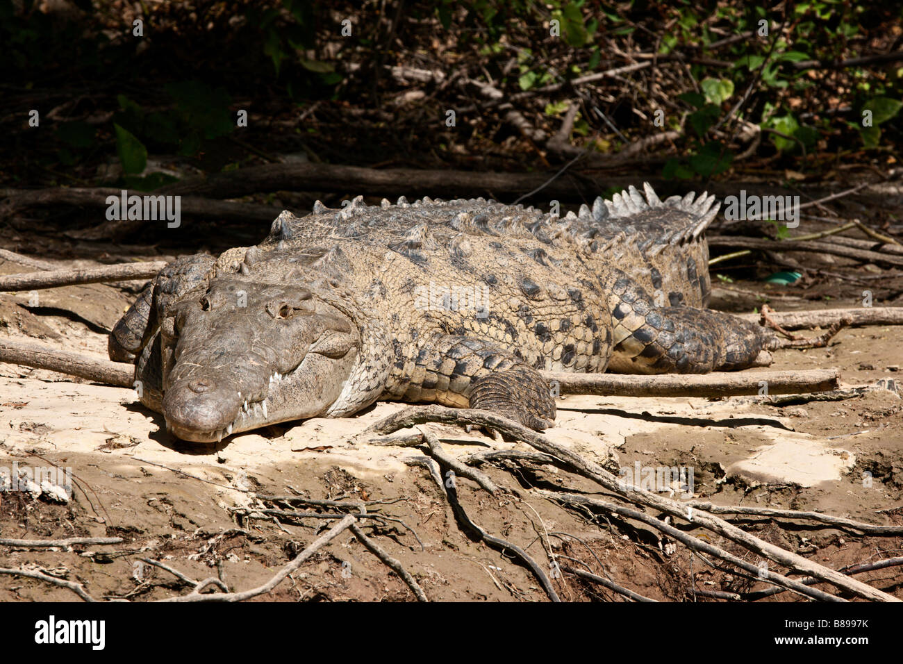 Del sumidero hi-res stock photography and images - Alamy