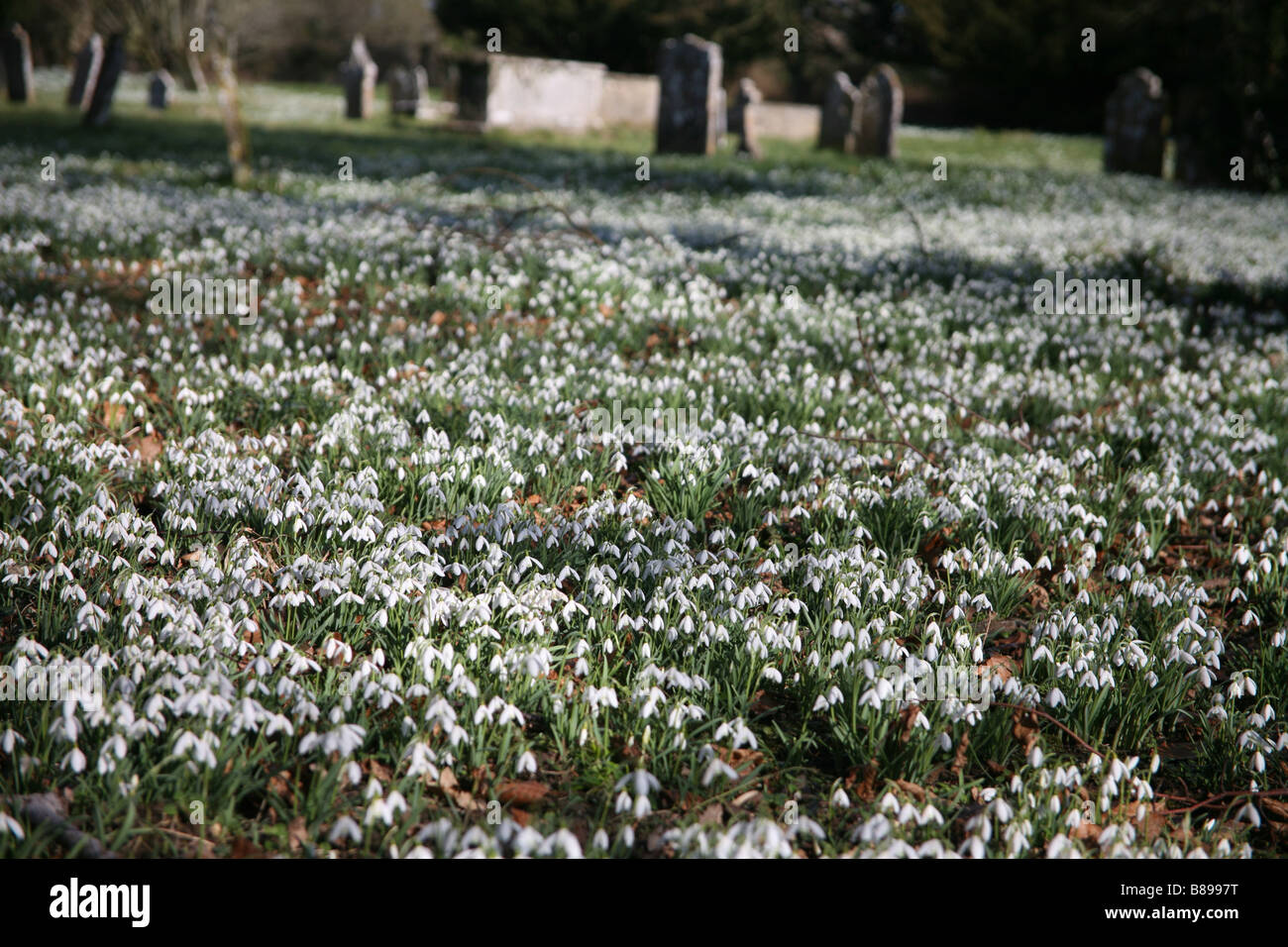 Wildflowers growing in a cemetery hi-res stock photography and images ...