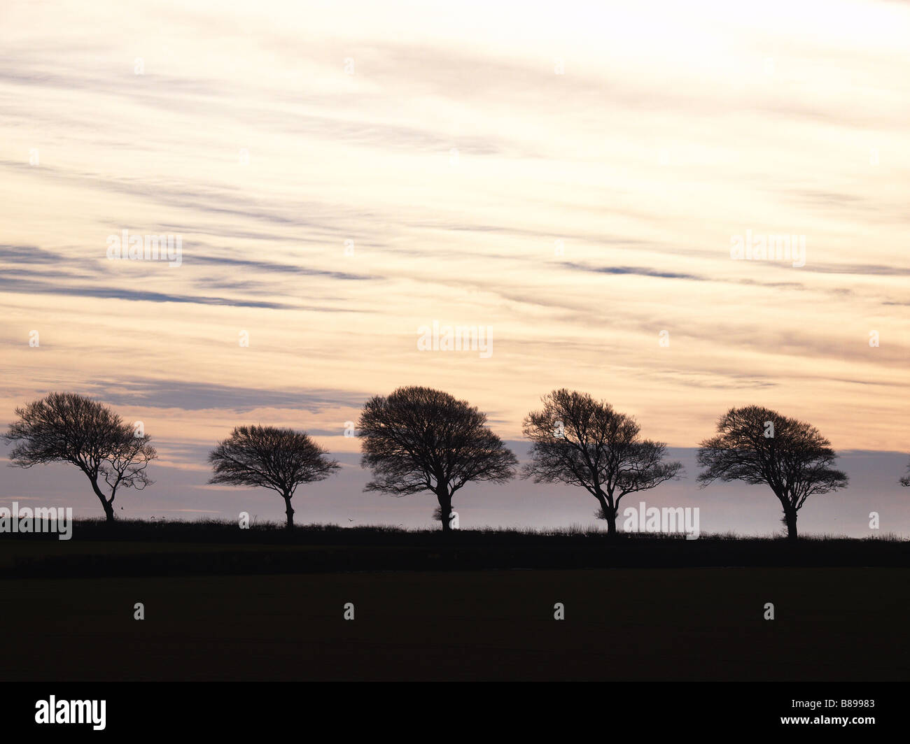 Five trees in a row in winter with pink sky Stock Photo - Alamy