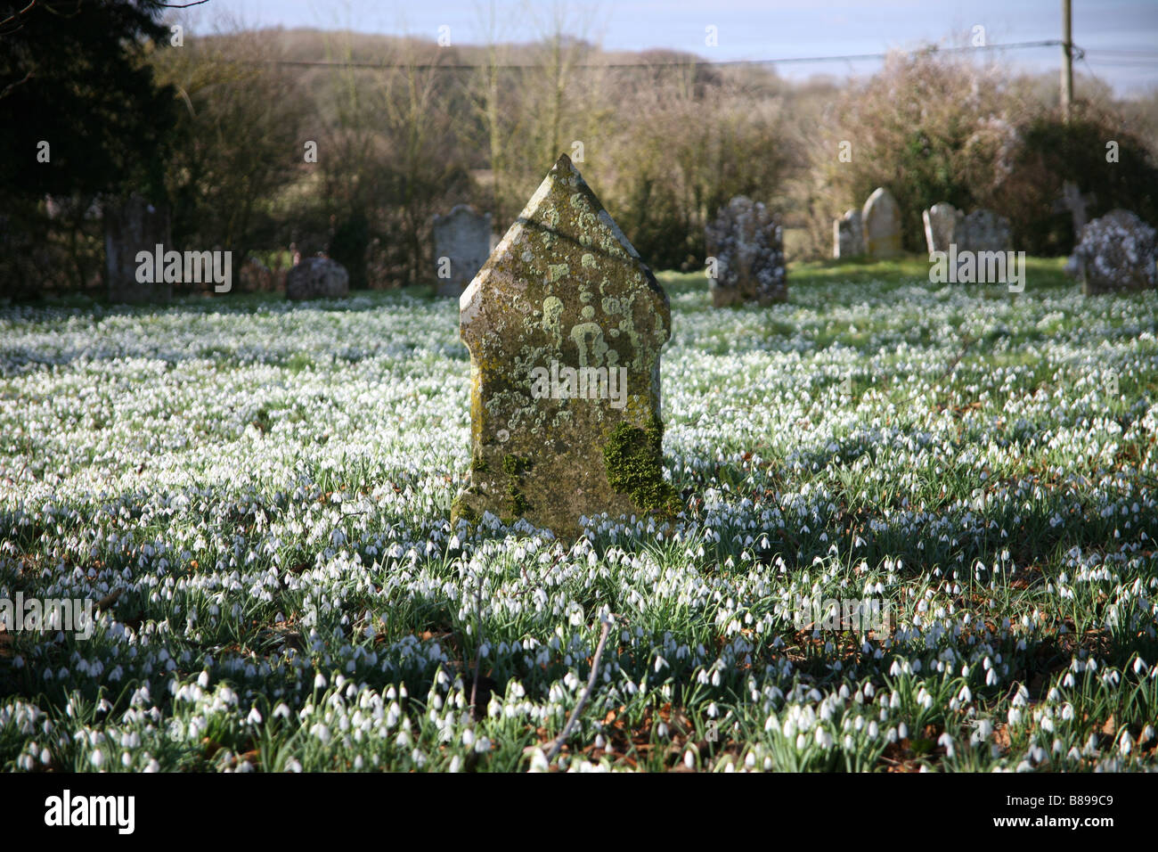 Wildflowers growing in a cemetery hi-res stock photography and images ...