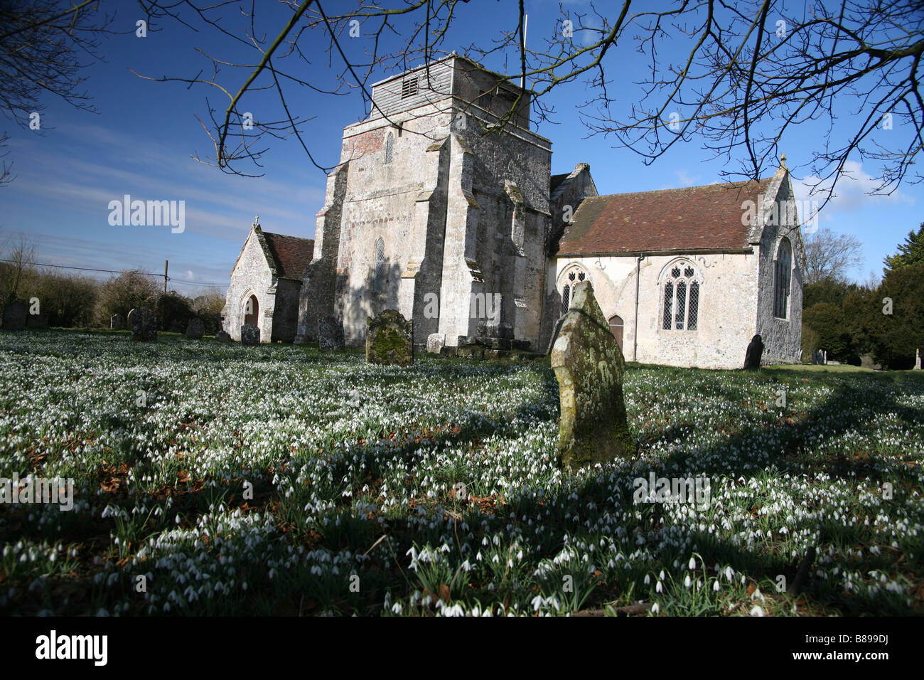 Snowdrops growing in a churchyard in Damerham Hampshire Stock Photo - Alamy