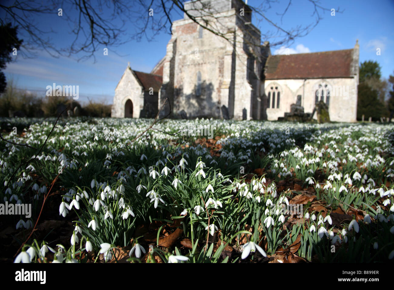 Wildflowers growing in a cemetery hi-res stock photography and images ...