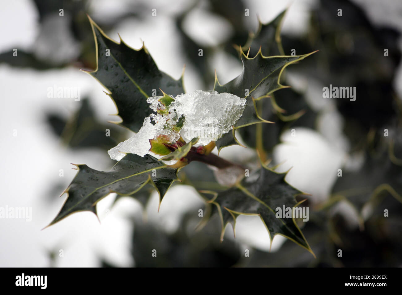 Holly bush covered in snow hi-res stock photography and images - Alamy