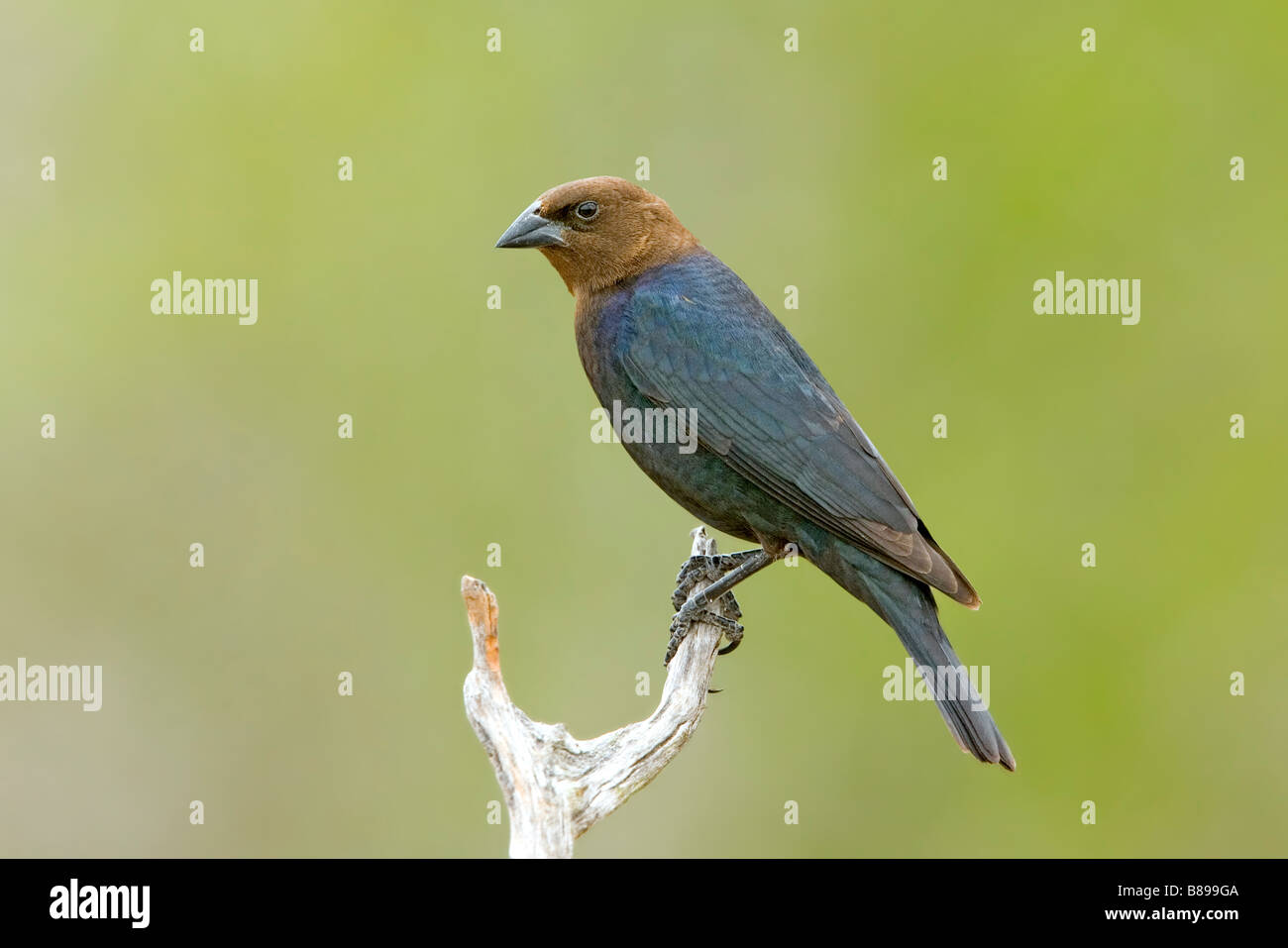 Brown-headed Cowbird Molothrus ater Rio Grande City Starr County Texas ...