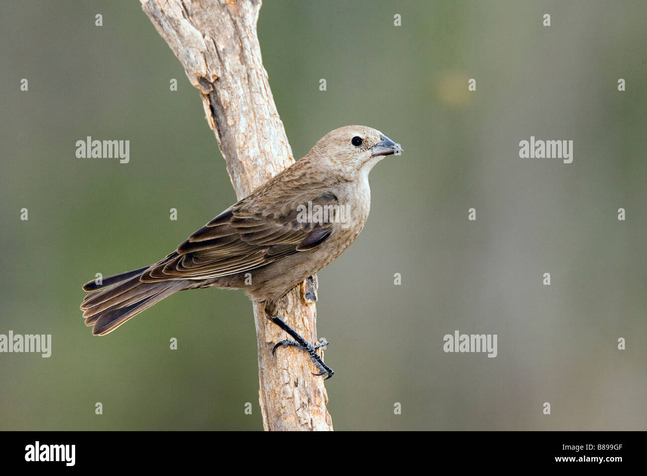 Brown-headed Cowbird female Stock Photo - Alamy