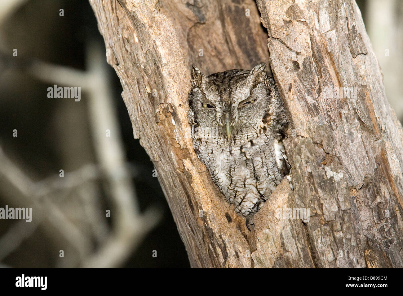 Eastern screech owl camouflage hi-res stock photography and images - Alamy