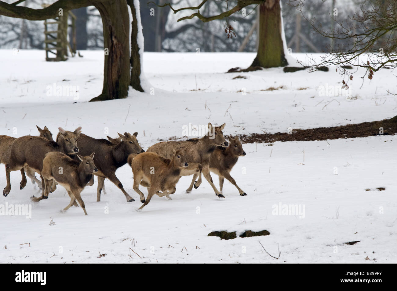 Deer herd running hi-res stock photography and images - Alamy
