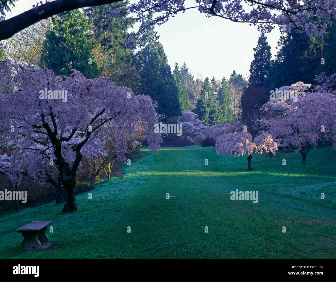 Seattle WA Washington Park Arboretum Japanese Cherry trees in bloom ...