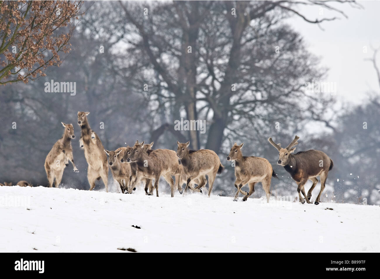 Animal stampede hi-res stock photography and images - Alamy