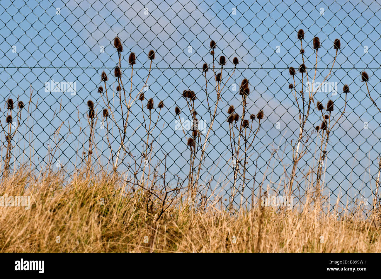 Teasel plant behind a chain link fence Stock Photo - Alamy