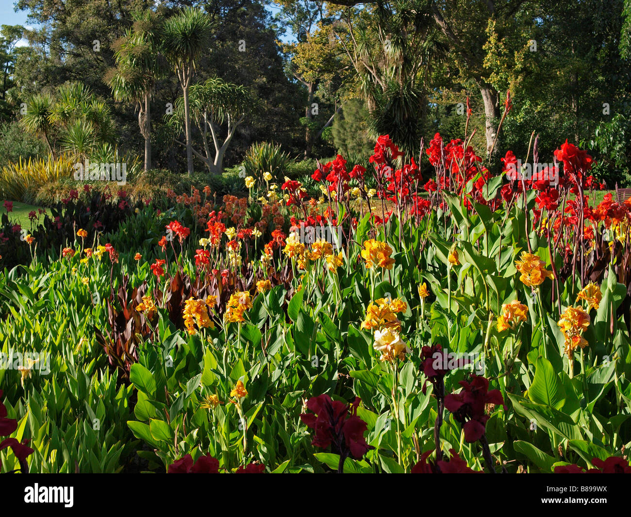 FLOWER BED IN BLOOM, ROYAL BOTANICAL GARDENS MELBOURNE VICTORIA ...