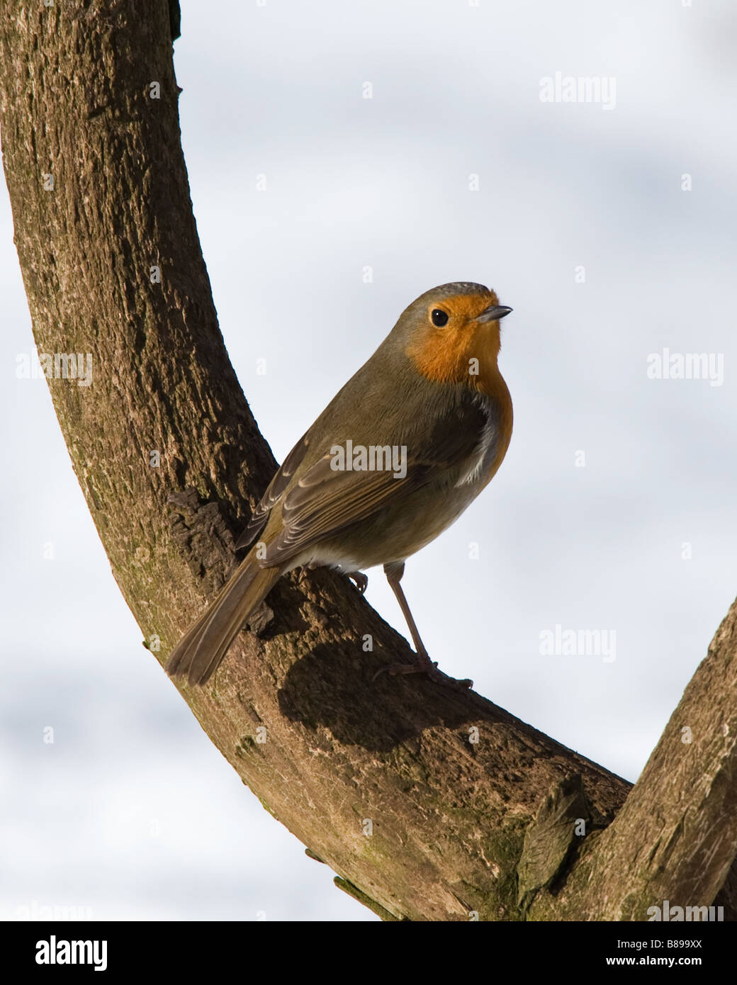 Portrait robin hi-res stock photography and images - Alamy