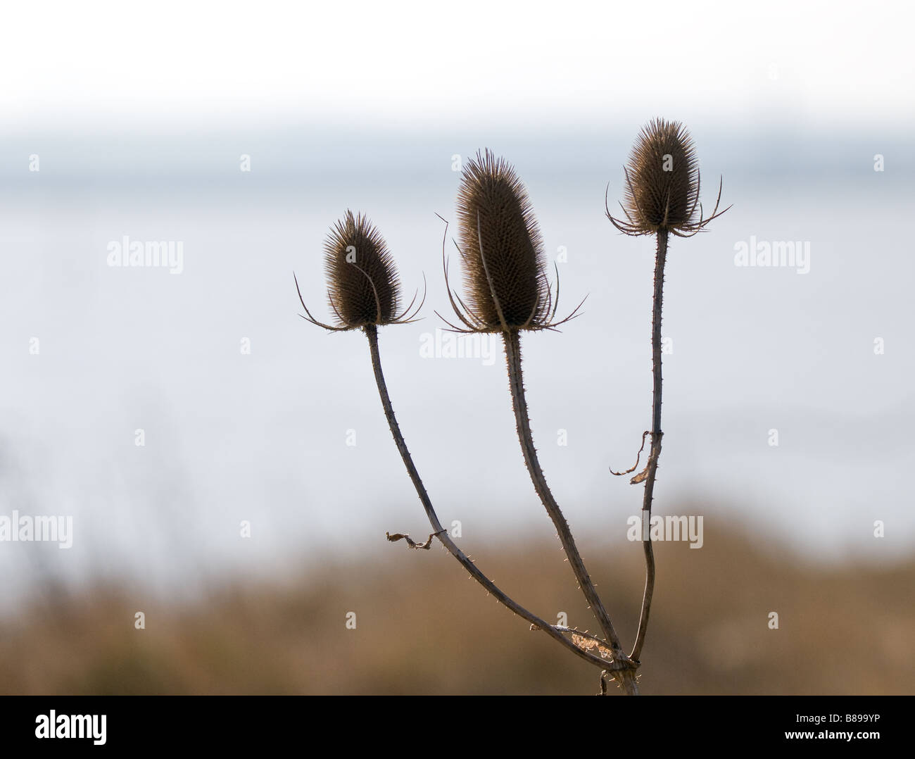 Silhouette of a Teasel plant Stock Photo - Alamy