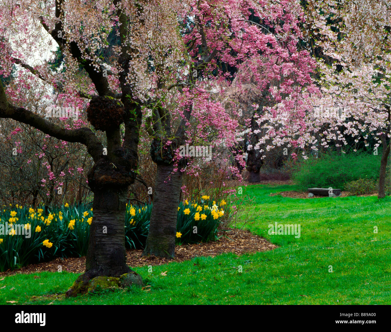 Seattle, WA: Weeping Japanese Cherry trees spring daffodils bloom along ...
