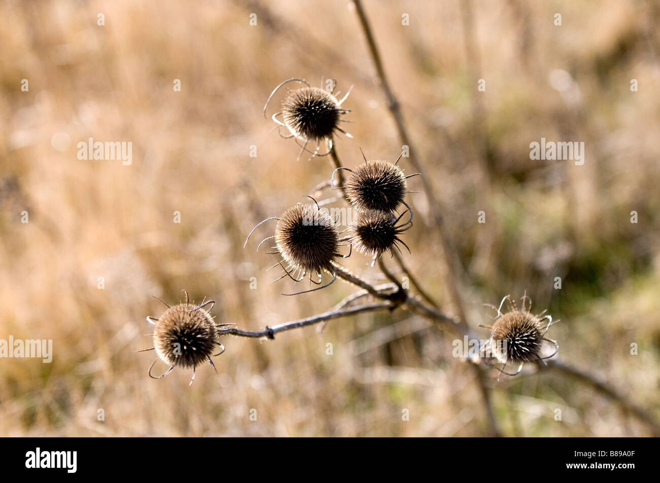 Dried teazel plant hi-res stock photography and images - Alamy