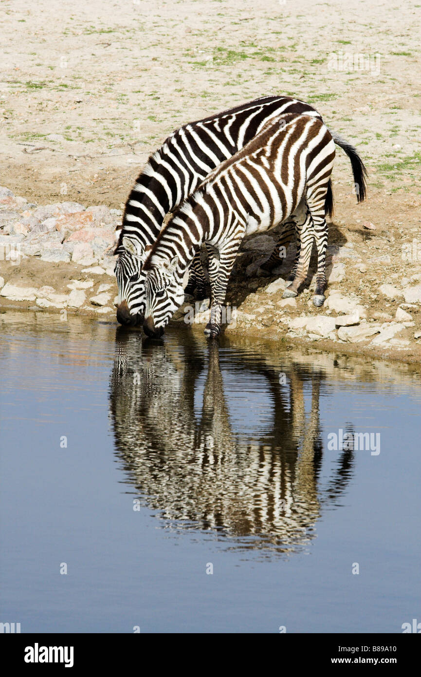 two burchell's zebras drinking water Stock Photo - Alamy