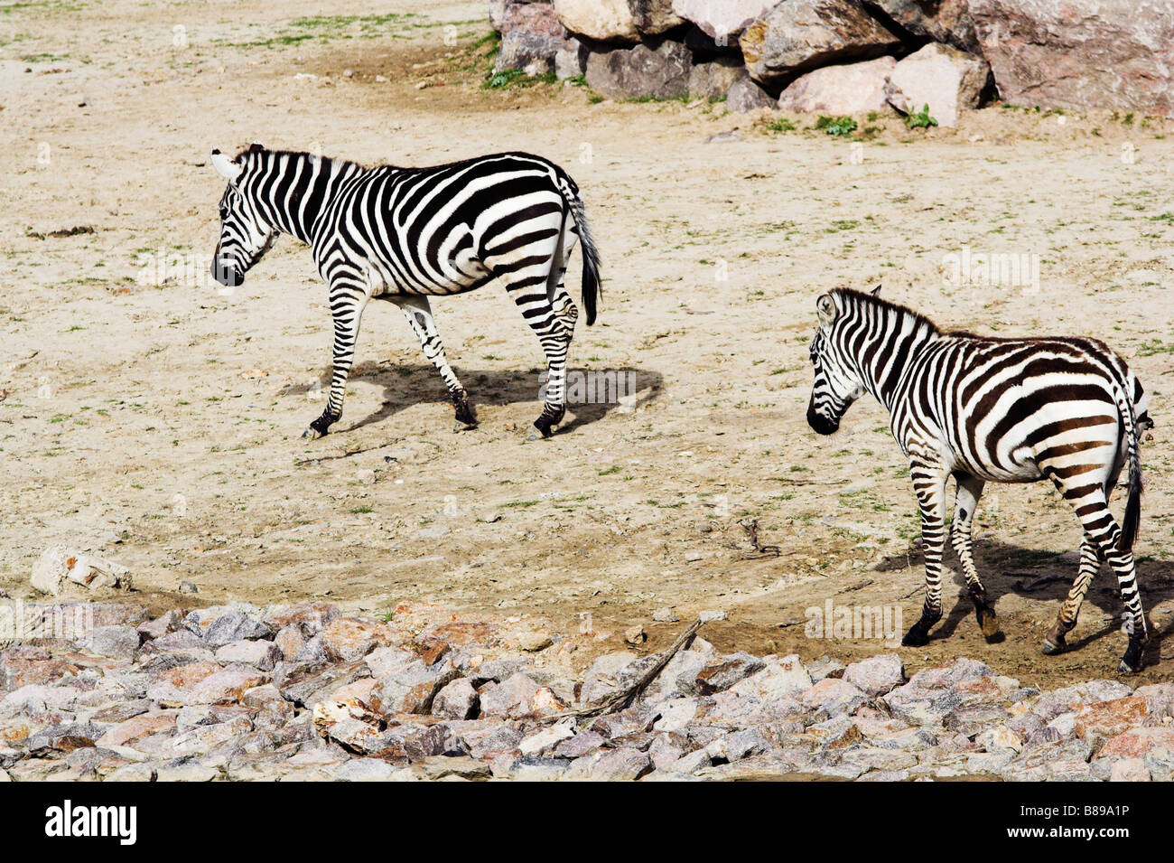 Two zebras hi-res stock photography and images - Alamy