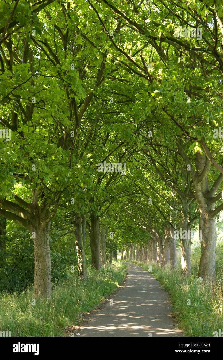 Avenue of trees in Avenham Park in Preston Lancashire United Kingdom ...