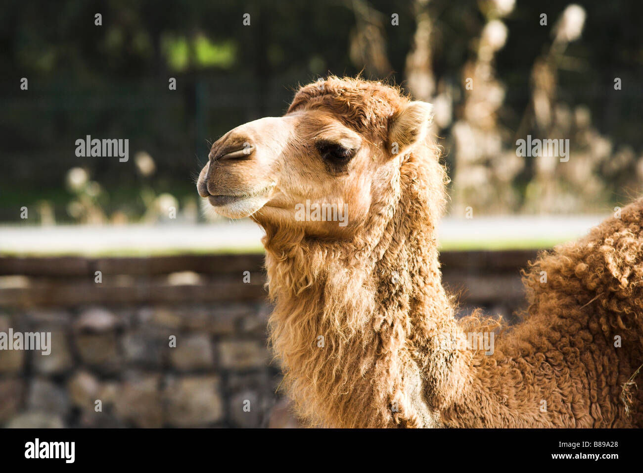 Camel Profile High Resolution Stock Photography and Images - Alamy