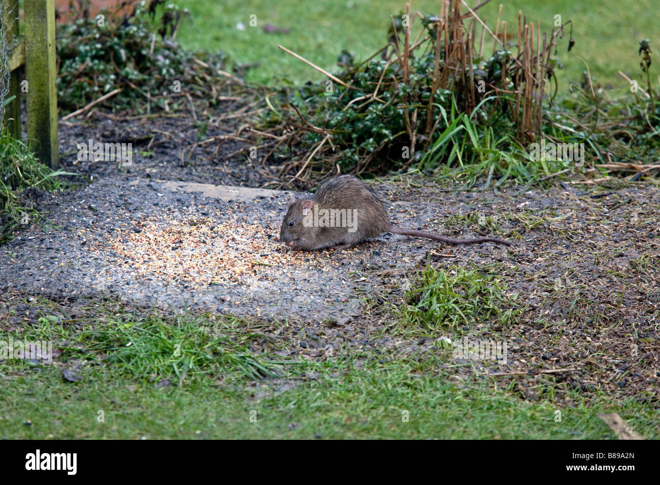 A common rat stealing bird seed in a country garden, Norfolk, Great ...
