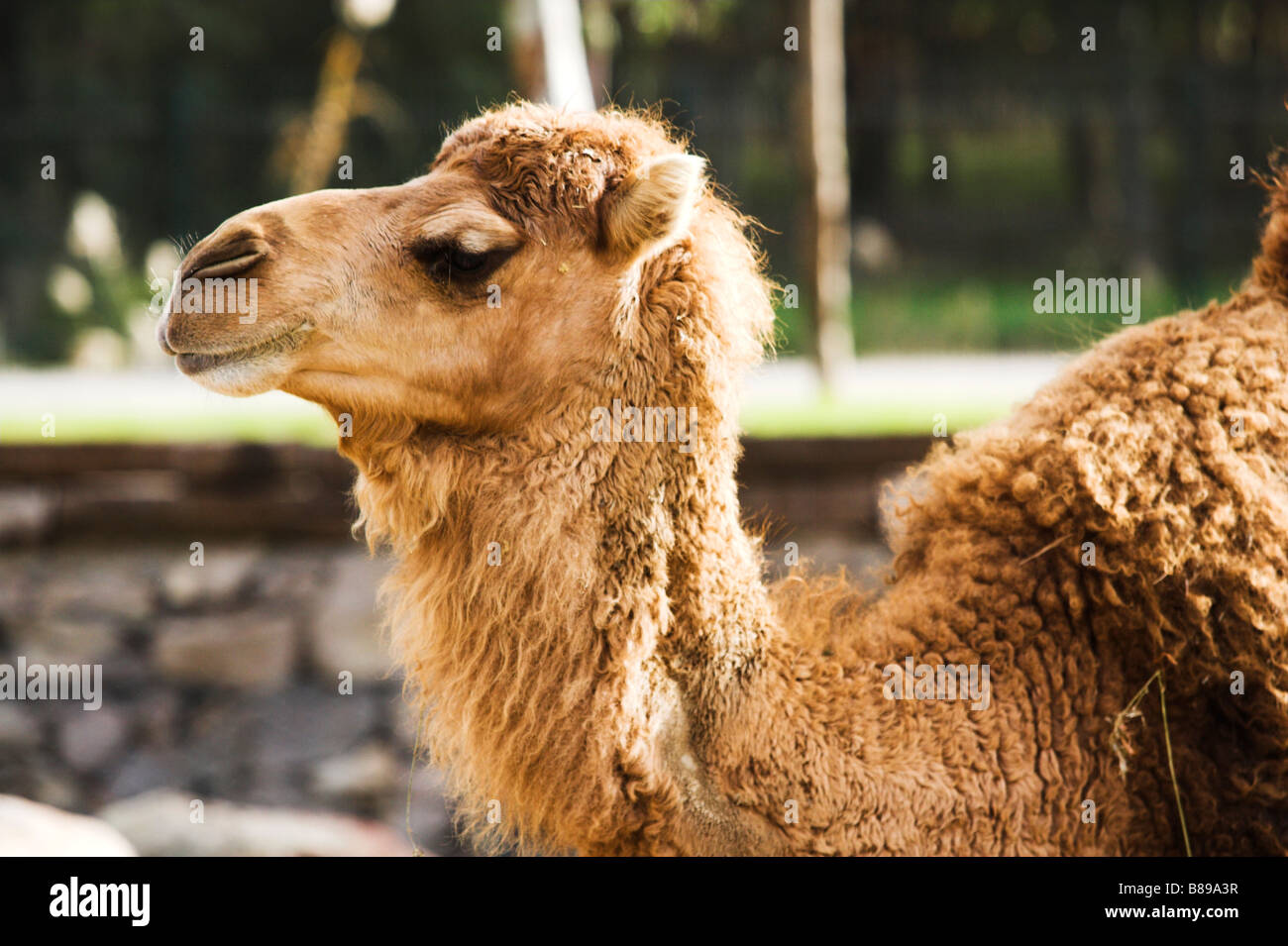 Profile of camel hi-res stock photography and images - Alamy