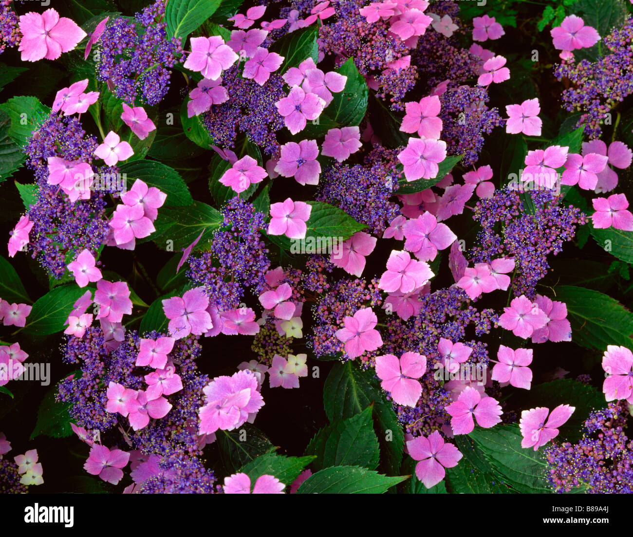 Hydrangea serrata bluebird hi-res stock photography and images - Alamy