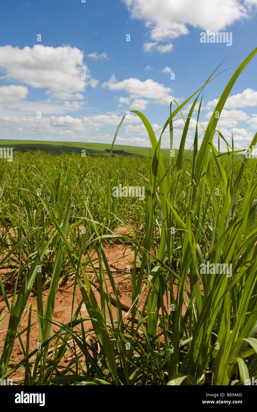 Sugar cane plantation brazil hi-res stock photography and images - Alamy