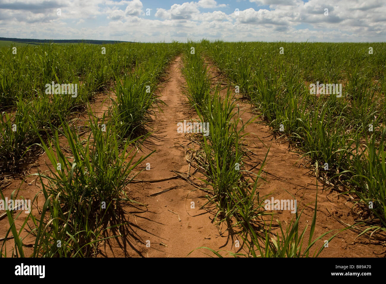 Sugar cane plantation brazil hi-res stock photography and images - Alamy
