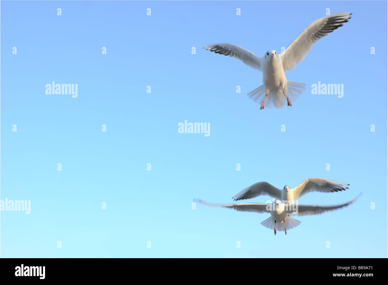 Three seagulls in full flight over north London in february Stock Photo ...