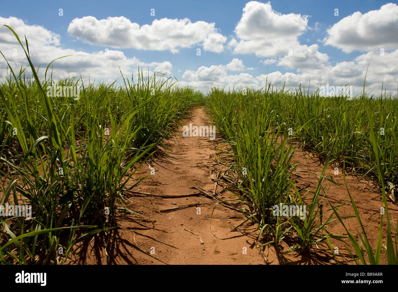 Cane plantation in São Paulo country side Stock Photo - Alamy