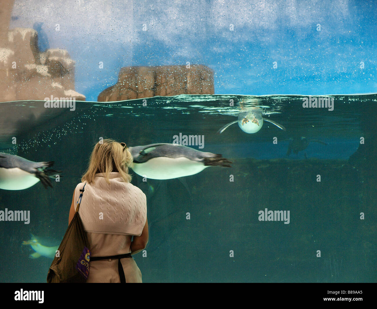 Sea life melbourne aquarium hi-res stock photography and images - Alamy