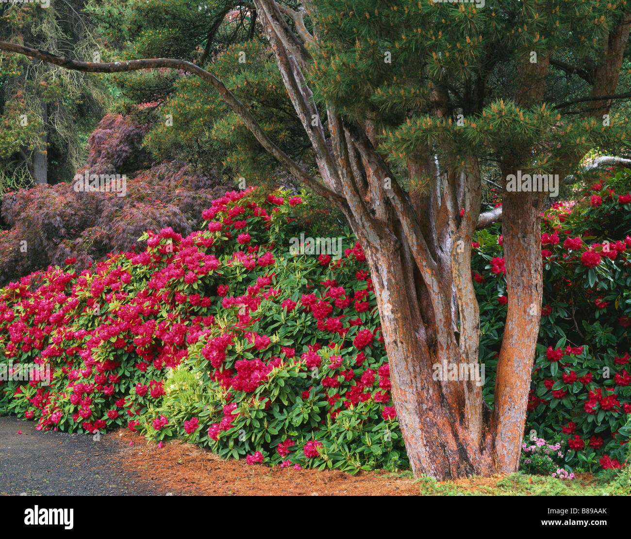 Multiple trunked hi-res stock photography and images - Alamy