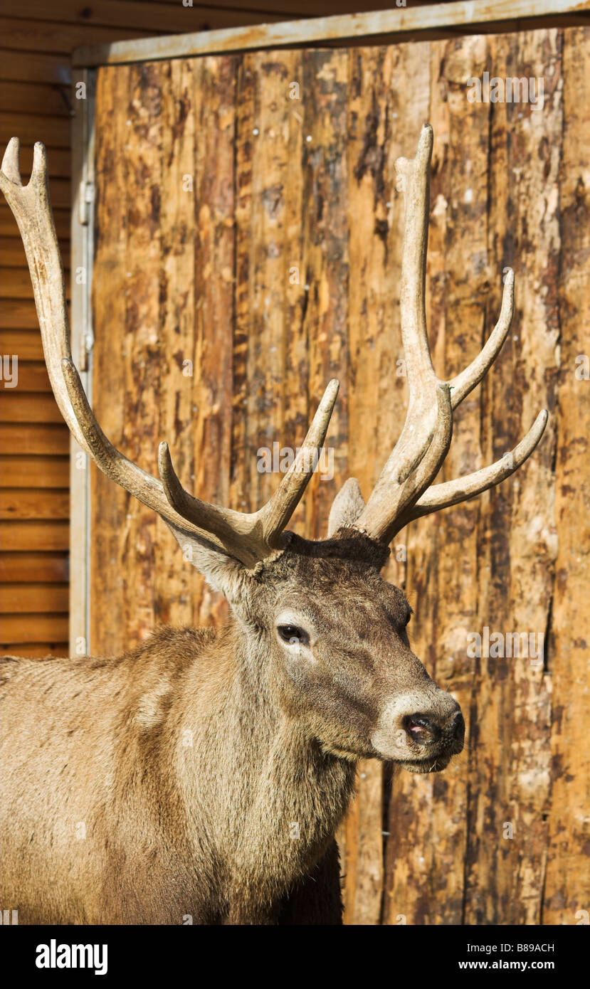 Zoo deer hi-res stock photography and images - Alamy