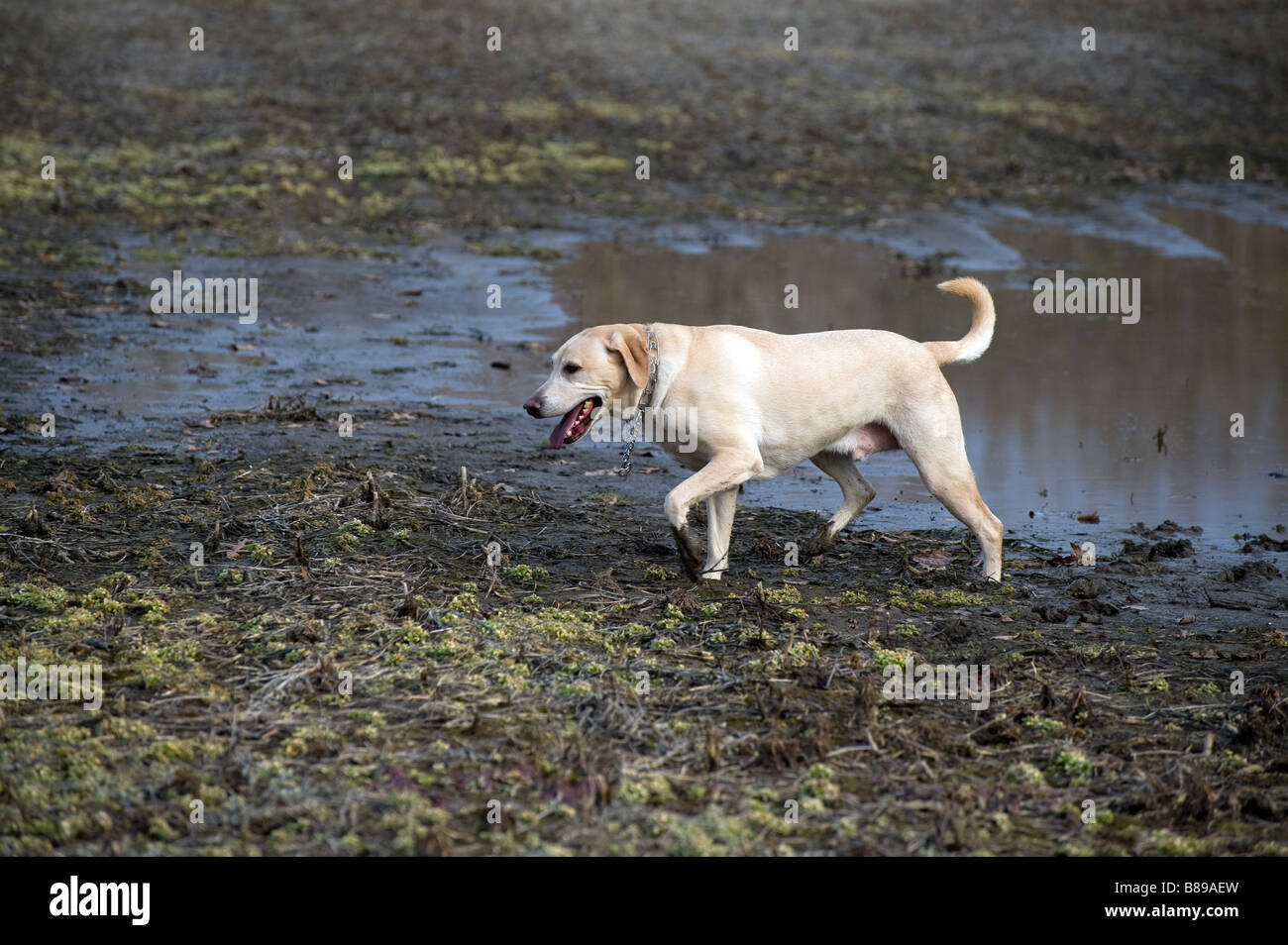 Yellow lab on walk hi-res stock photography and images - Alamy