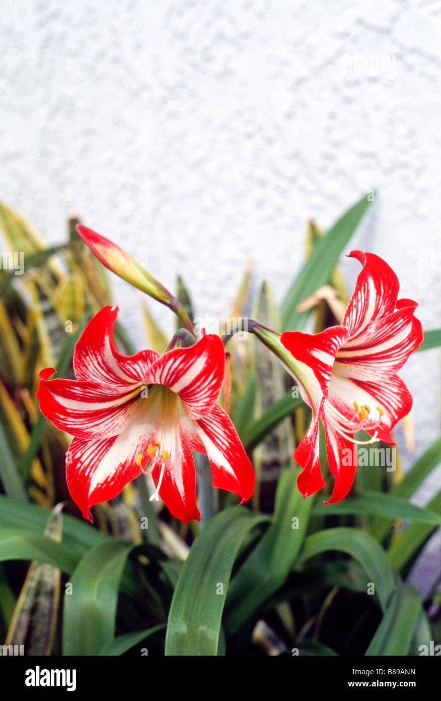 Glad flowers with red and white stripes gladioloas Stock Photo - Alamy