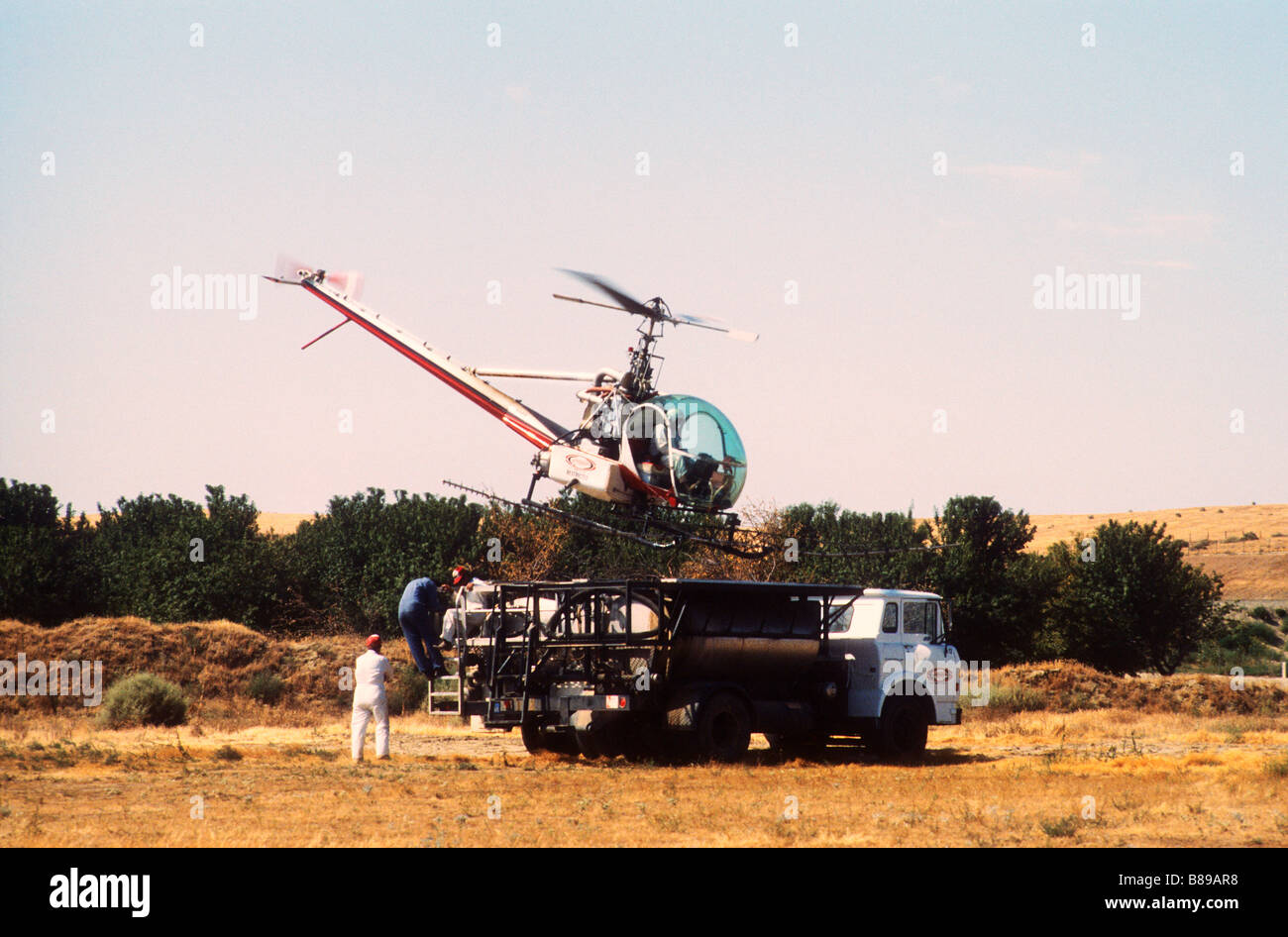 helicopter sprays chemical on citrus trees California Stock Photo - Alamy