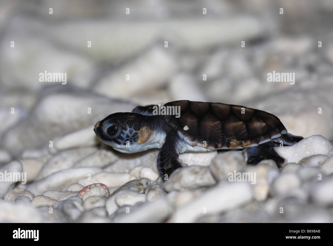 Green sea turtle hatchling beach hi-res stock photography and images ...