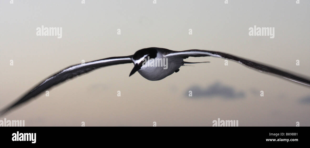 bridled tern adult in flight Stock Photo - Alamy