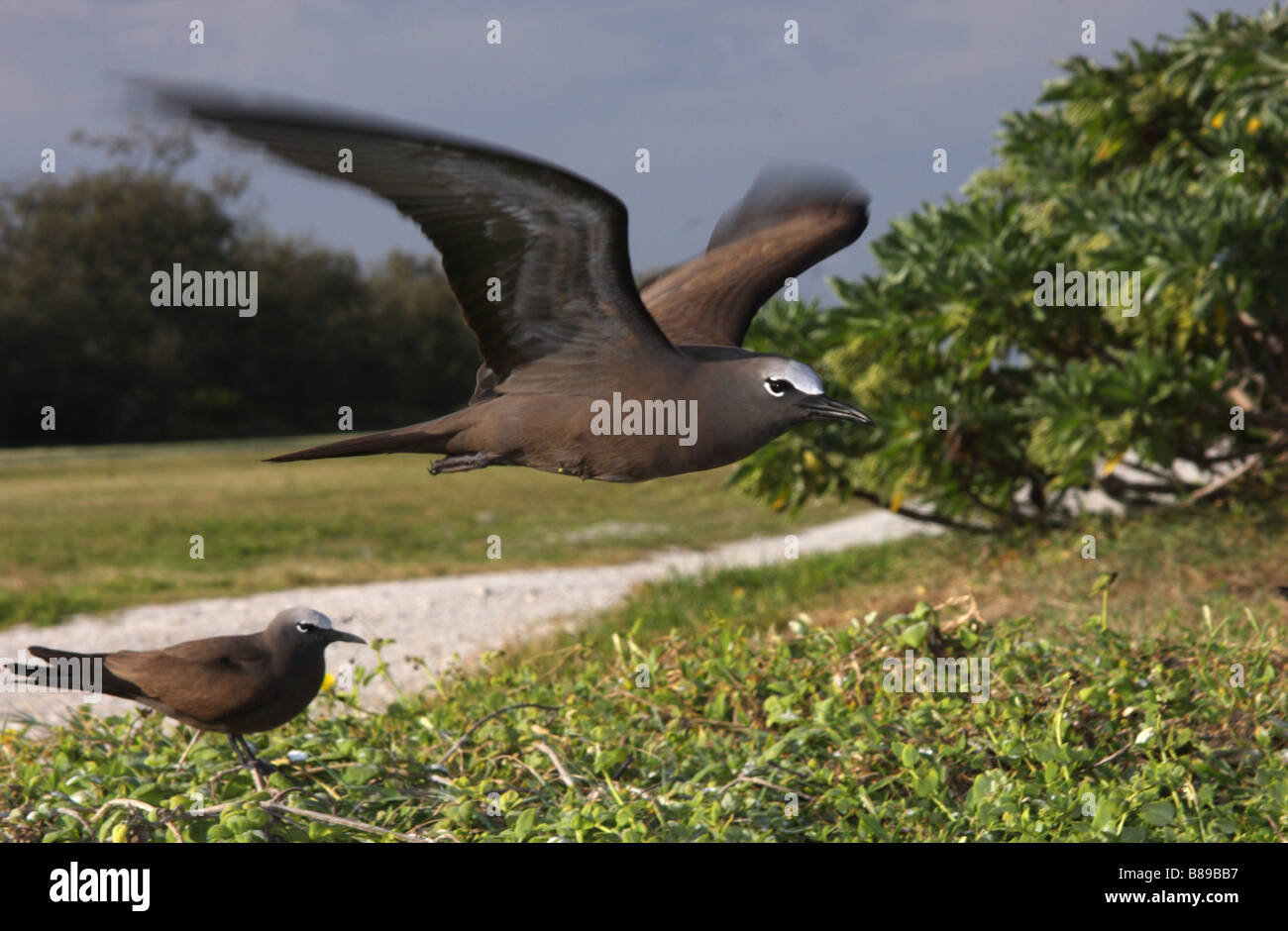 common noddy in flight with second bird on ground Stock Photo - Alamy