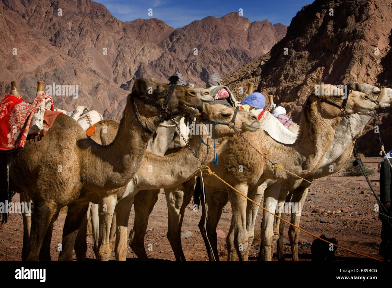 Five camels in a desert landscape, Dahab, Egypt Stock Photo - Alamy