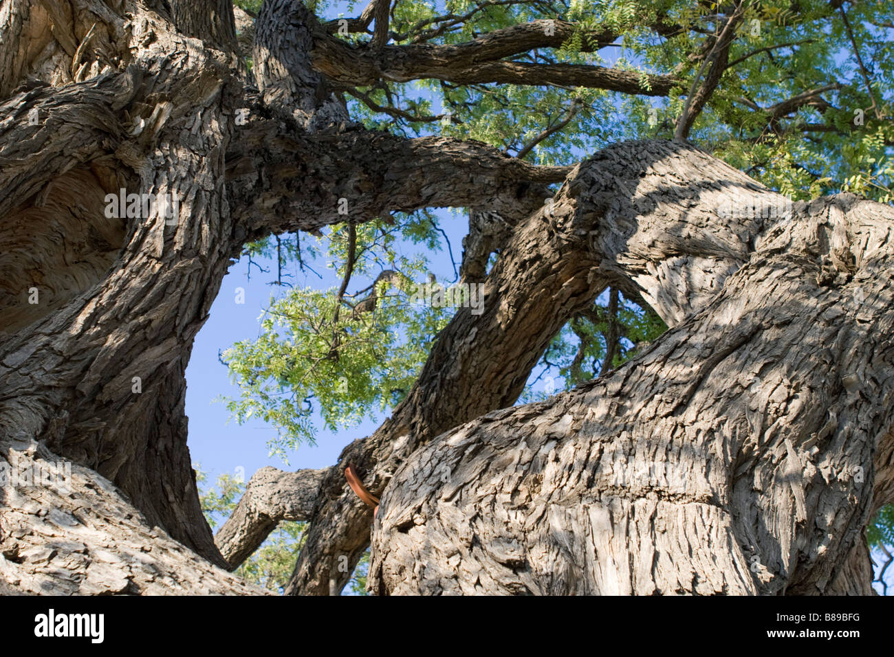 Big tree trunk closeup growing near the wall of Kolossi Castle ...