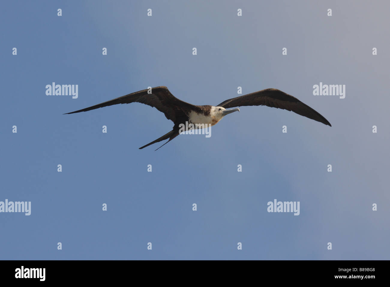 least frigatebird in flight Stock Photo - Alamy