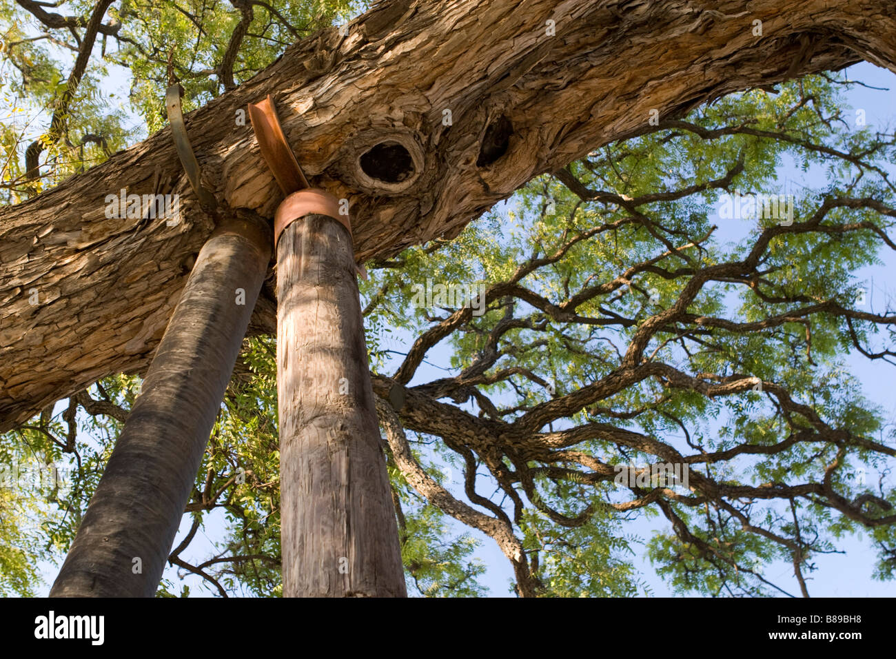 Big tree trunk with support pole closeup growing near the wall of ...