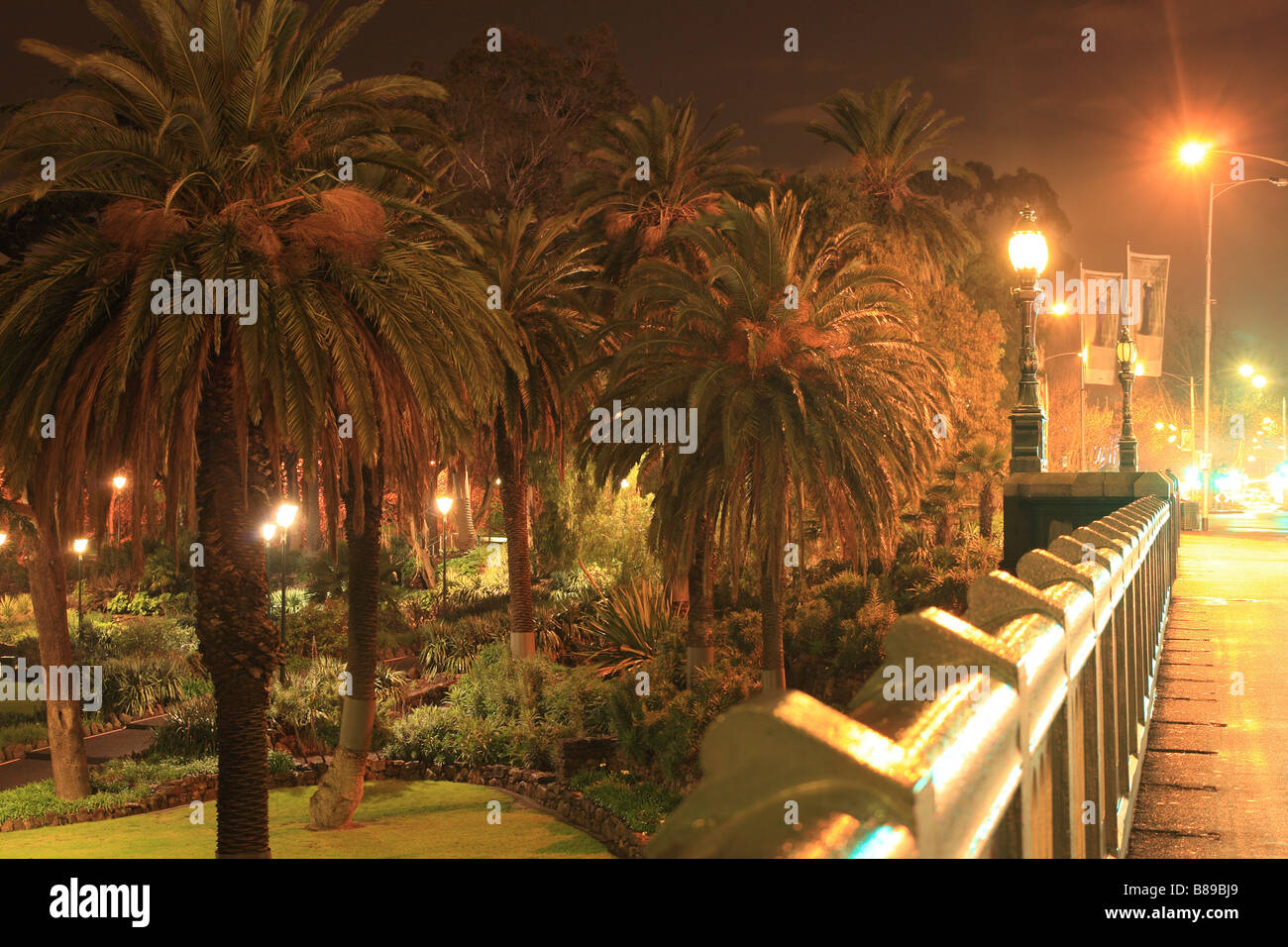 Palms at Night Stock Photo - Alamy
