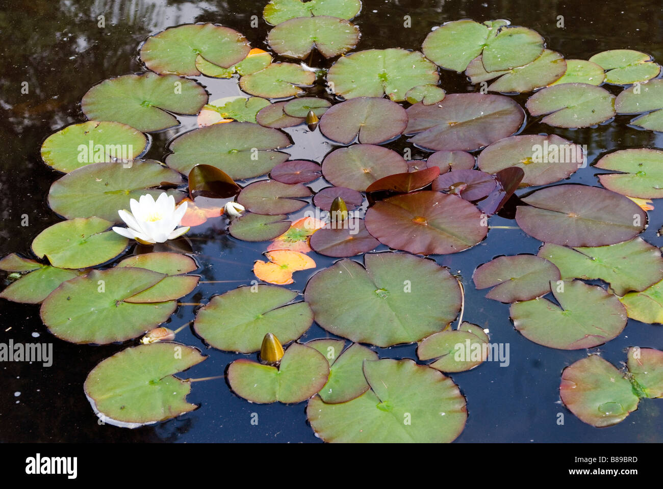 Nenufar water lily hi-res stock photography and images - Alamy